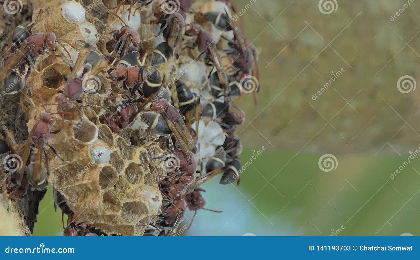 Crowd of wasp on tree. stock video. Video of arthropod - 141193703