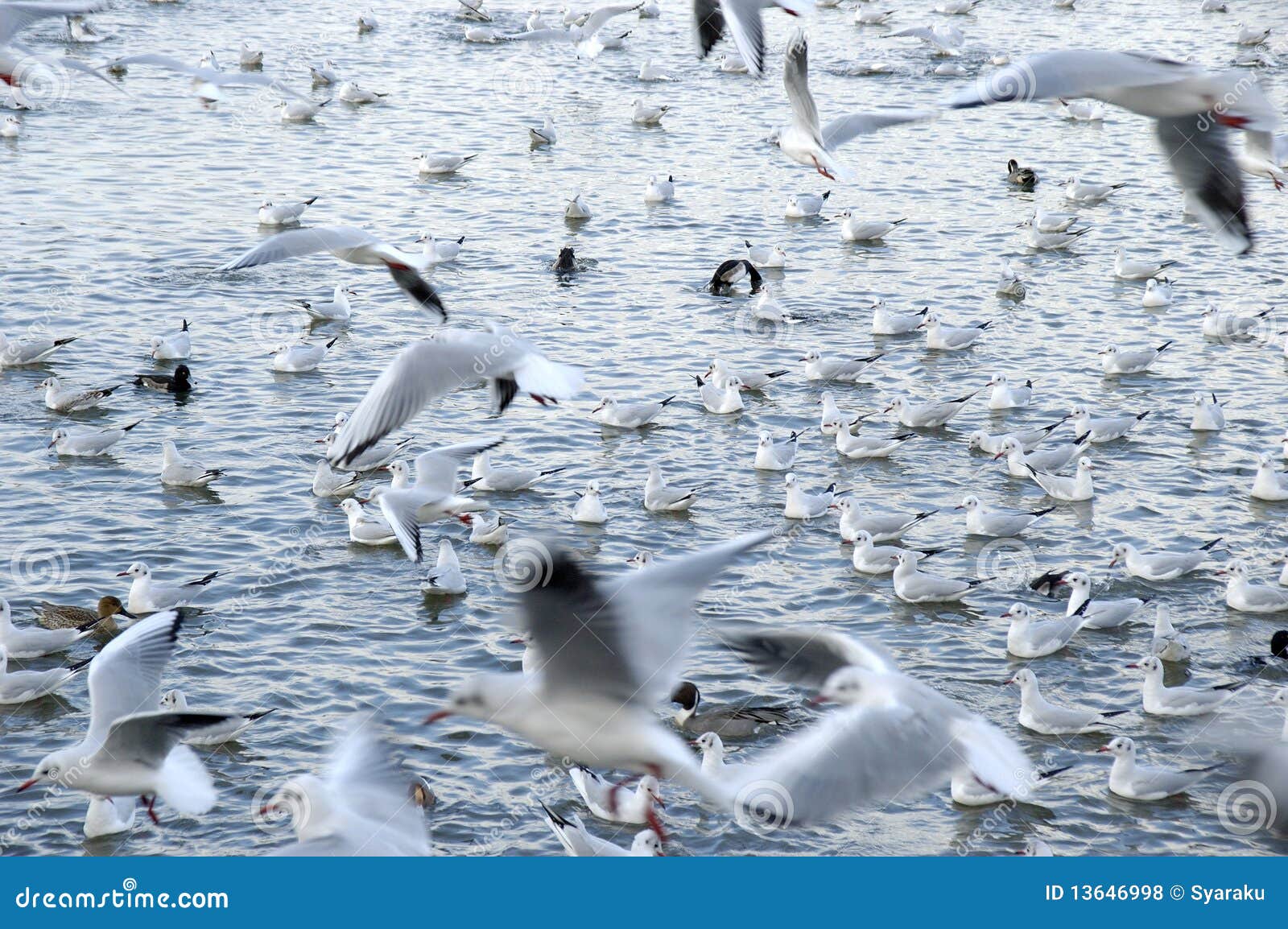 Crowd of wild bird stock photo. Image of blue, migrant - 13646998