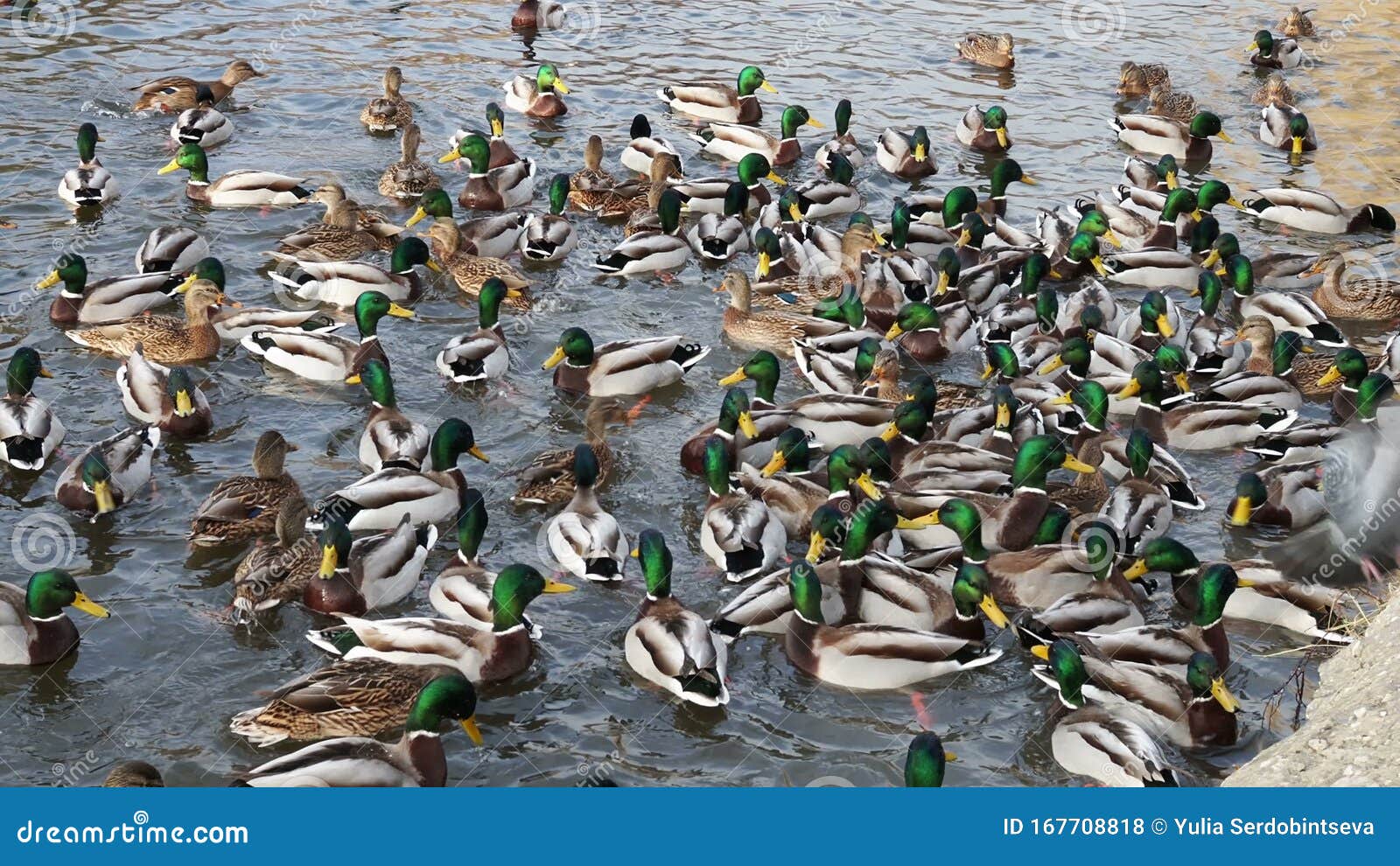 Crowd of Wild Ducks Being Fed in the River at Day Time in Spring. Low ...