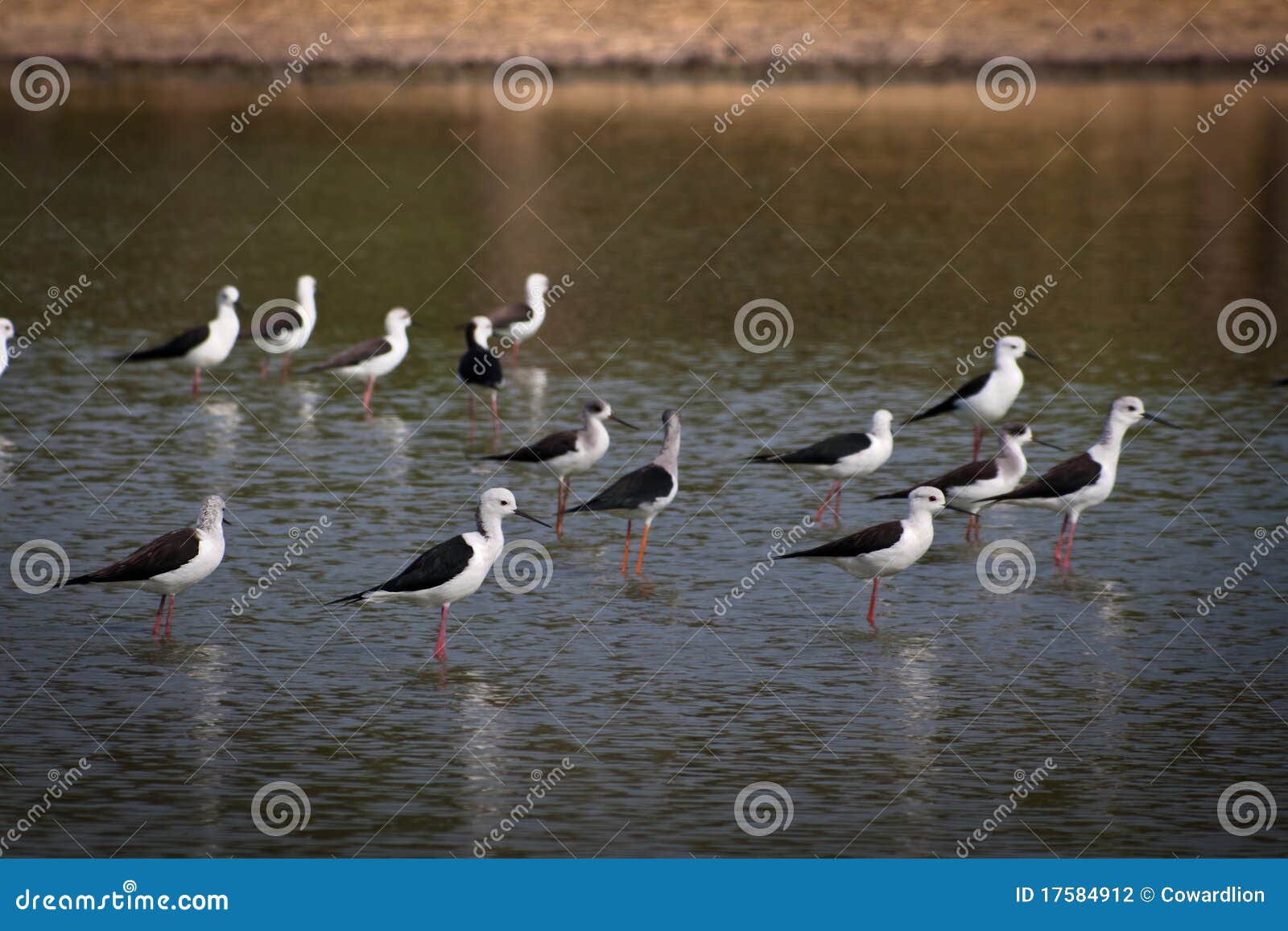 Crowded stock photo. Image of life, forest, pond, wild - 17584912
