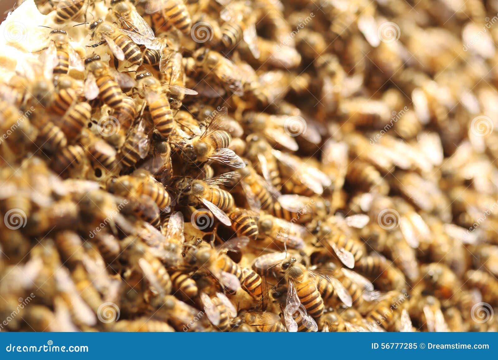 Crowded bees stock image. Image of insects, wild, busy - 56777285