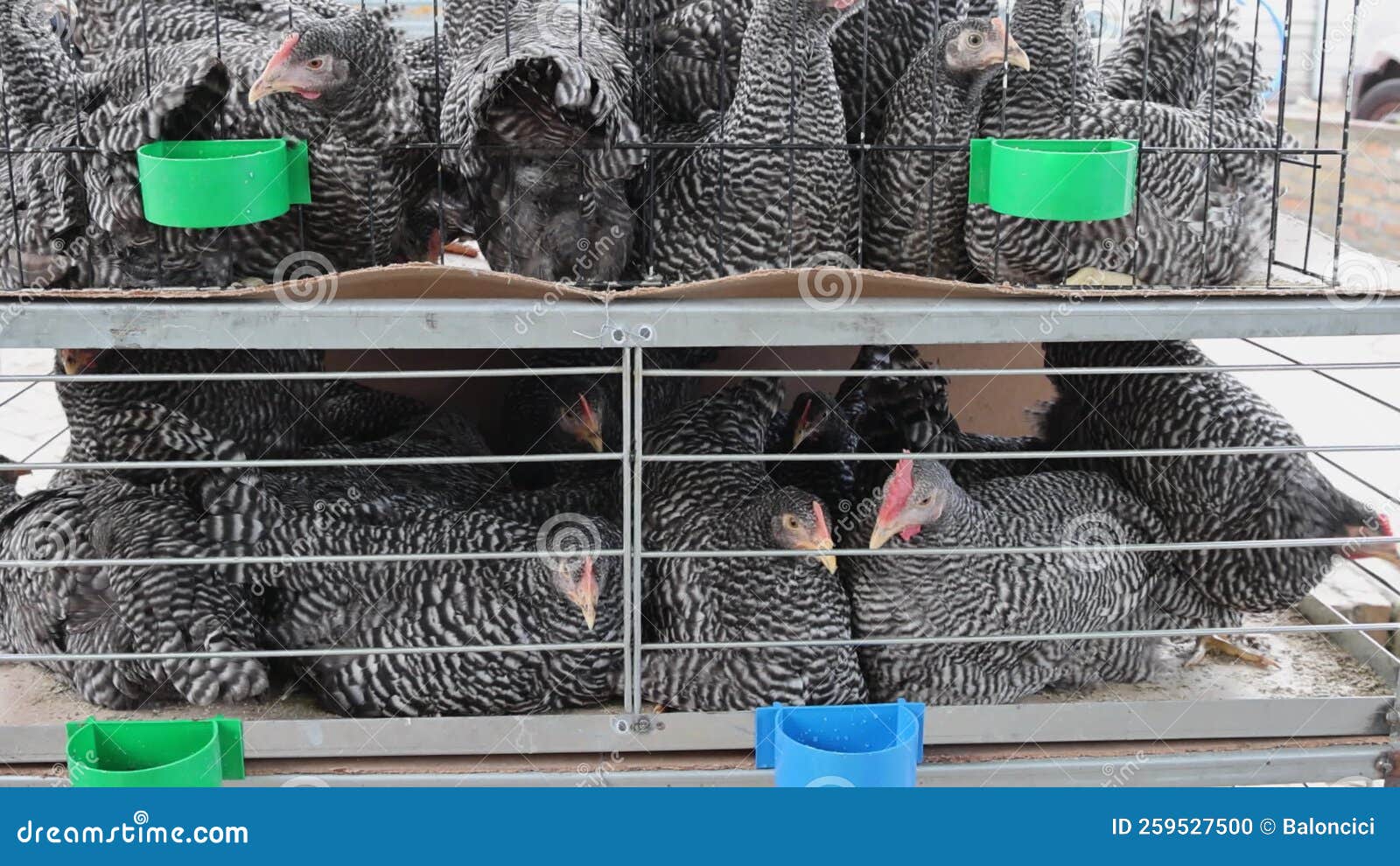 Multi Level Chickens Cage stock footage. Video of population - 259527500