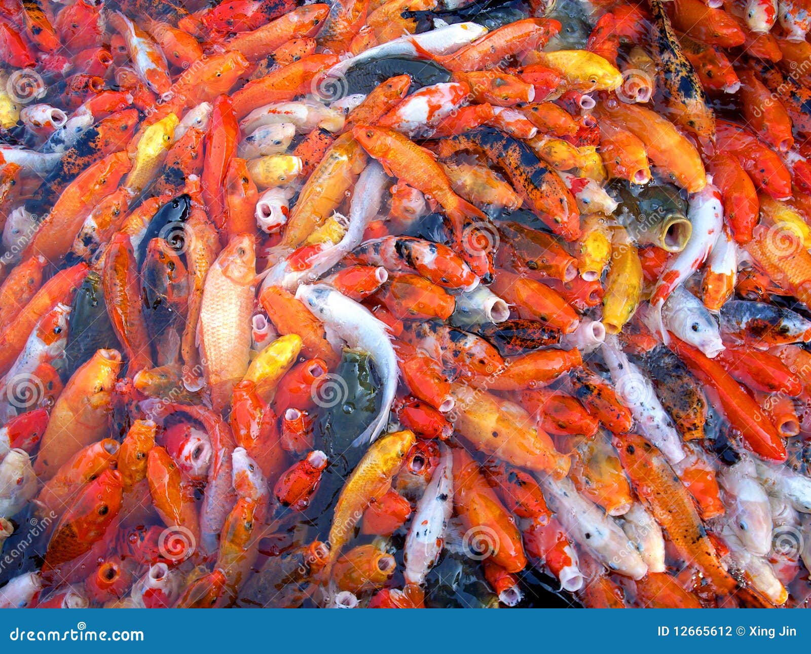 Crowded fish stock photo. Image of water, struggle, strife - 12665612