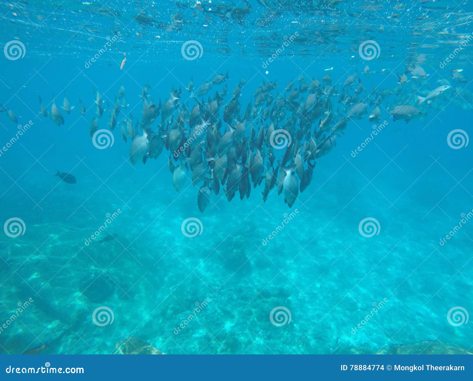 Crowded Fish in Andaman Sea Stock Photo - Image of reef, school: 78884774