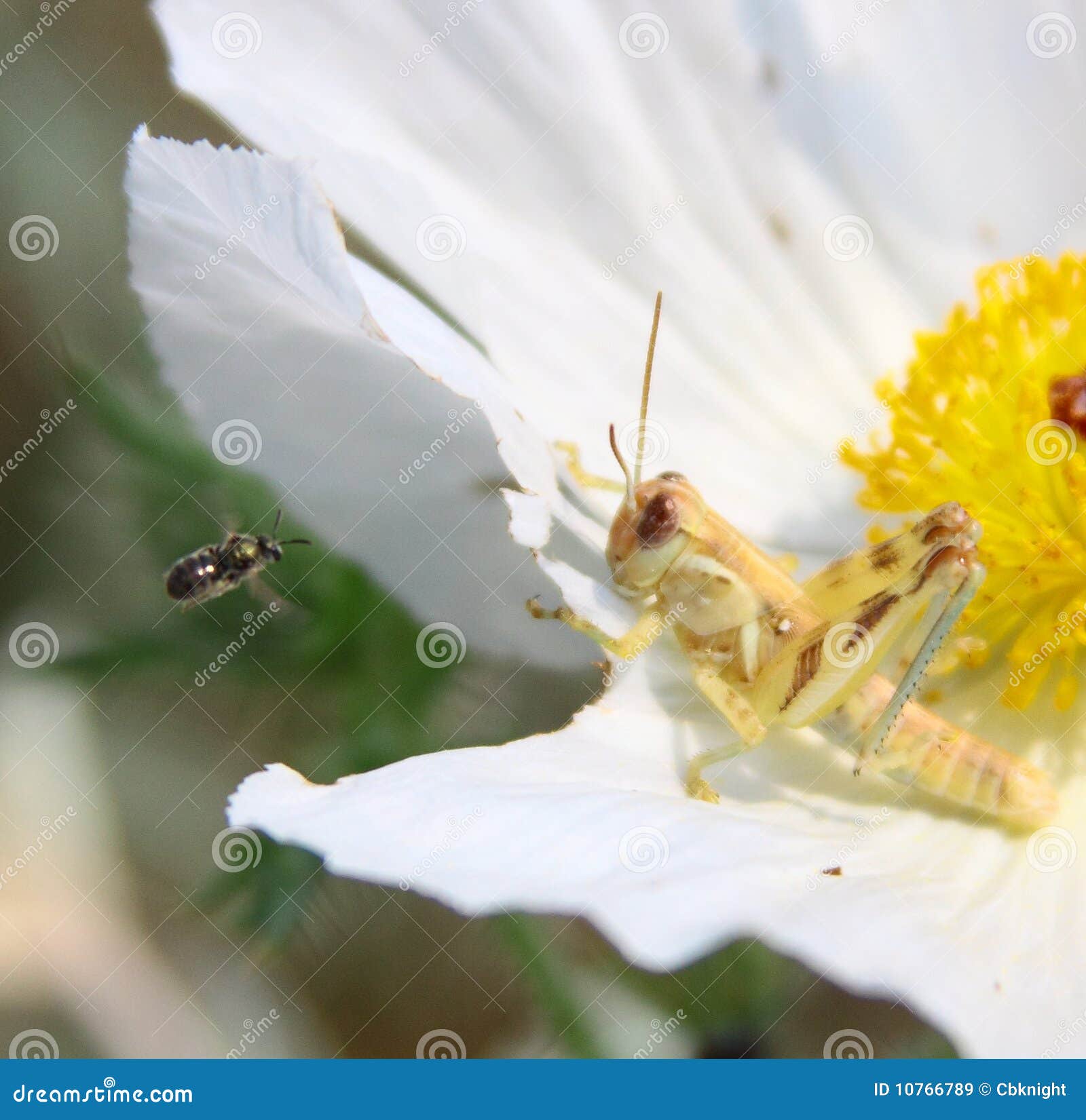 Crowded Flower stock image. Image of flower, pollenating - 10766789