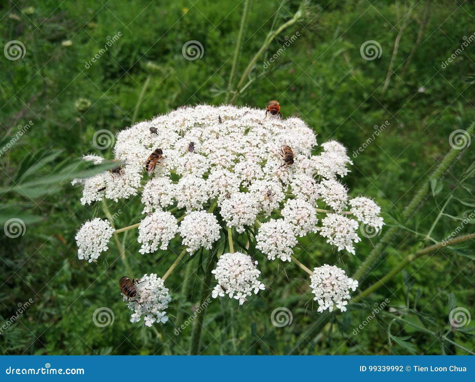 Crowded flower cluster stock photo. Image of crowded - 99339992