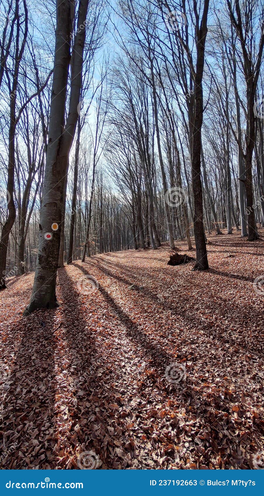 Crowded Forest in Transylvania Stock Image - Image of water, blue ...