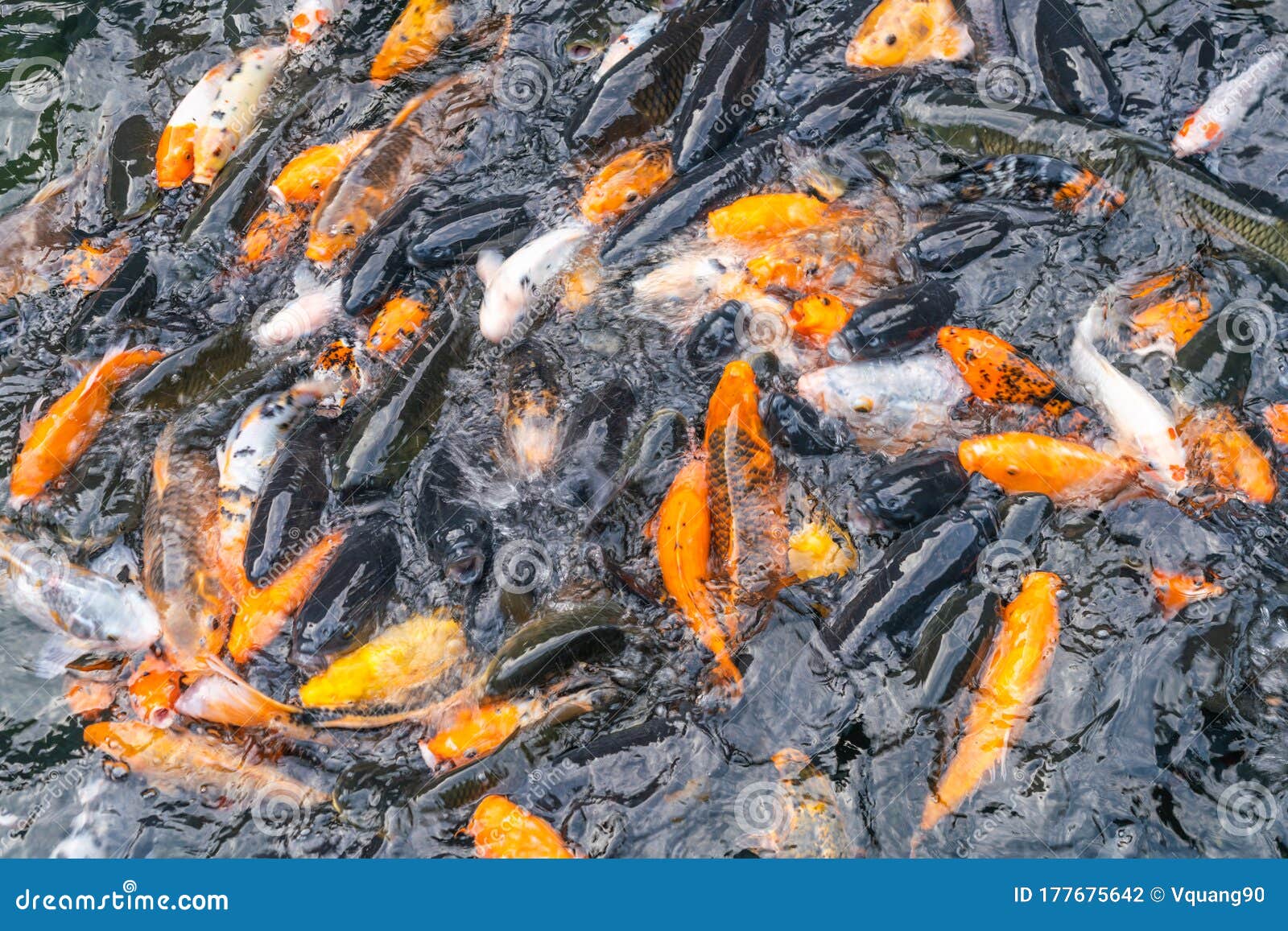 Crowded Group of Fancy Carp Koi Fish in the Pond Stock Photo - Image of ...