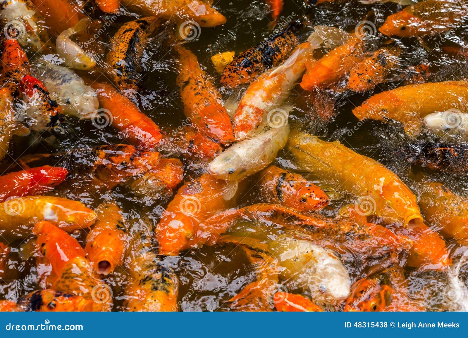 Crowded Koi Pond stock photo. Image of group, water, fish - 48315438