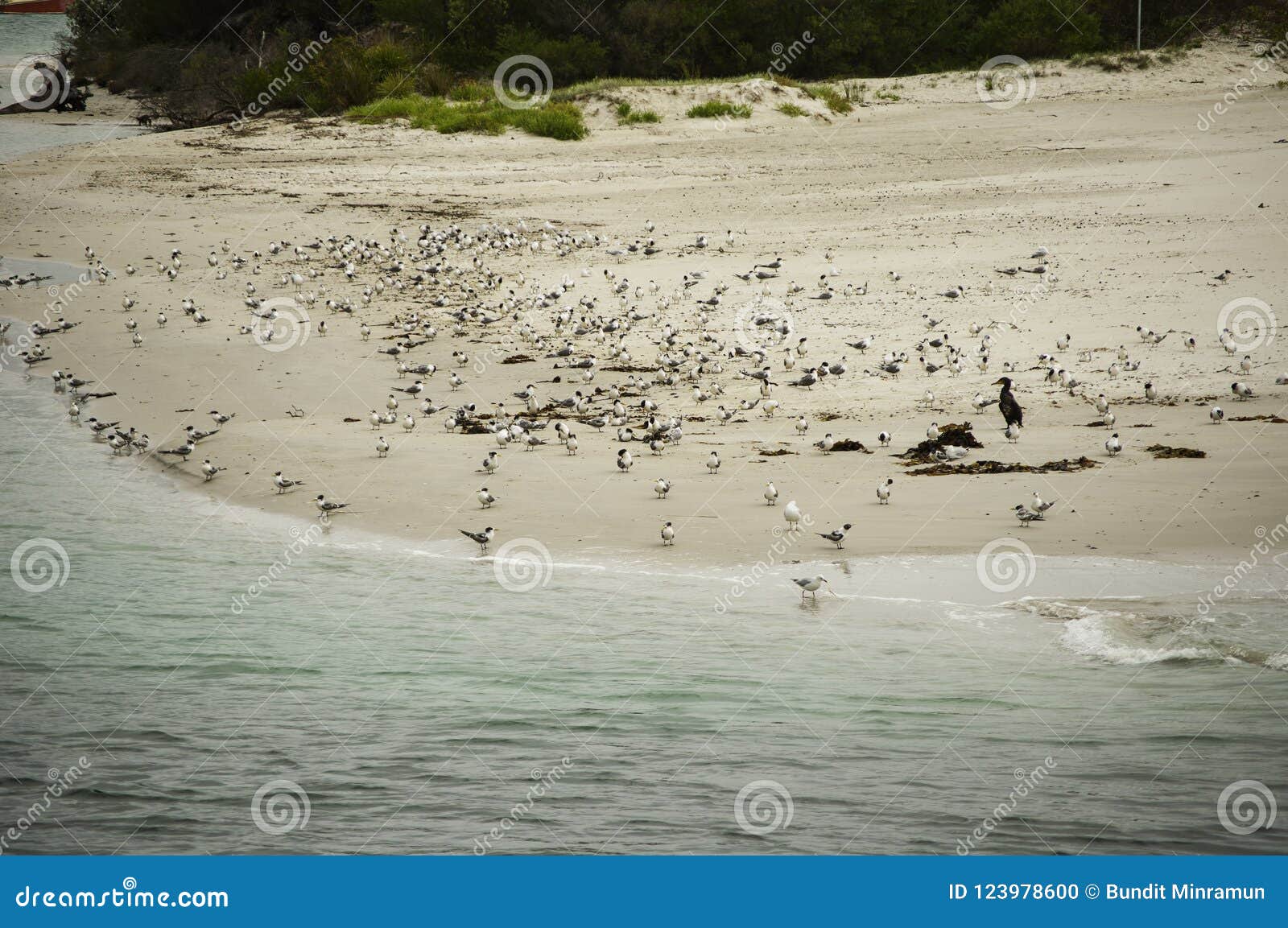 Crowded Little Birds on the Beach in Sydney, Australia. Stock Photo ...