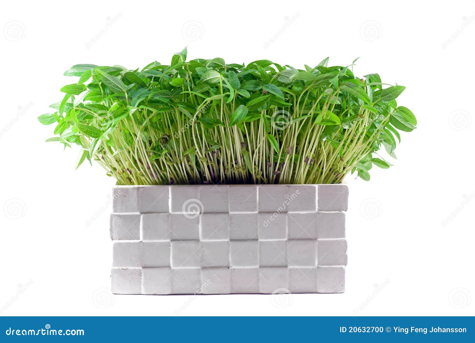 2,126 Crowded Plants Stock Photos - Free & Royalty-Free Stock Photos ...
