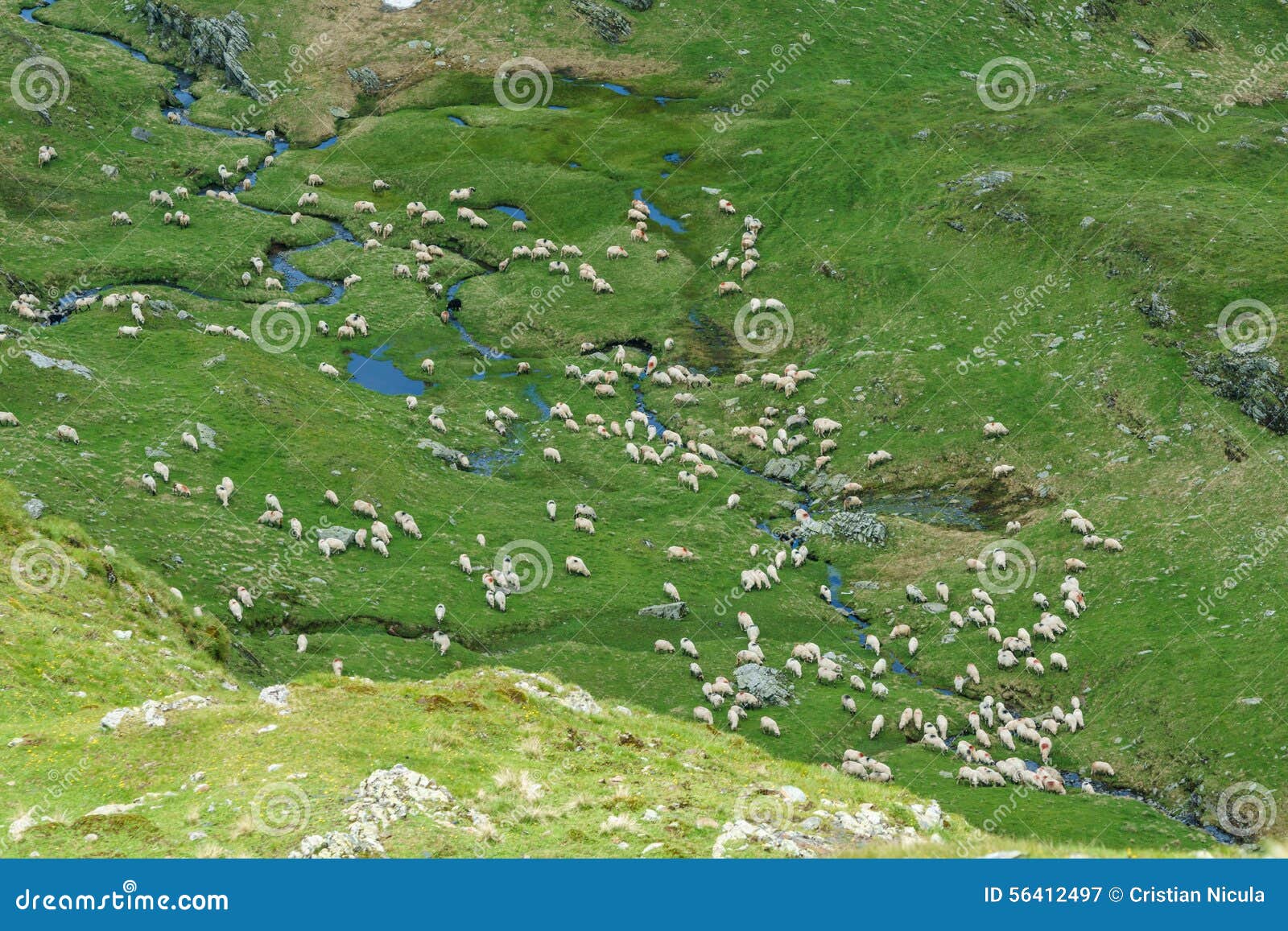 Crowded valley stock image. Image of animal, meadow, sheeps - 56412497