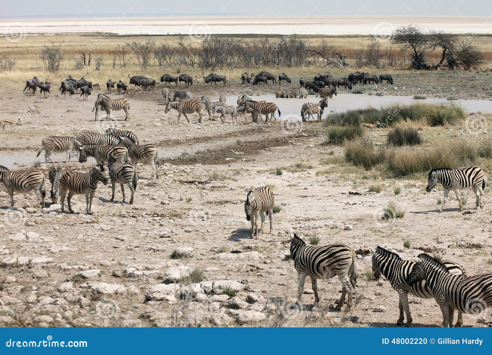 Crowded Waterhole in Namibia Stock Photo - Image of travel, plains ...