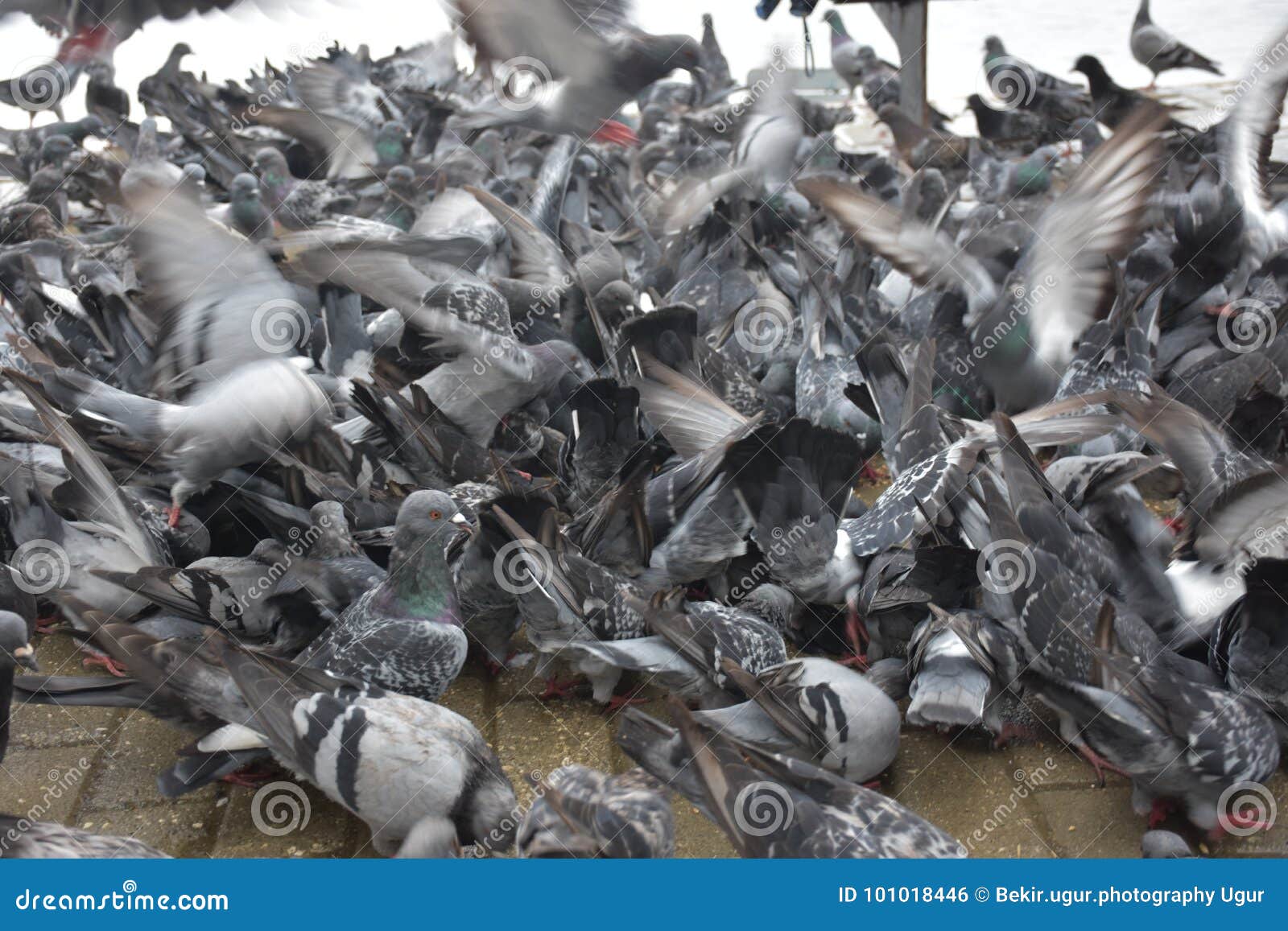 Crowding Pigeons - Multitude of Birds Stock Photo - Image of berlin ...