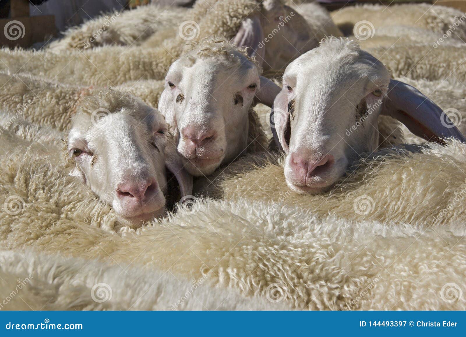 Crowds in a flock of sheep stock image. Image of wool - 144493397