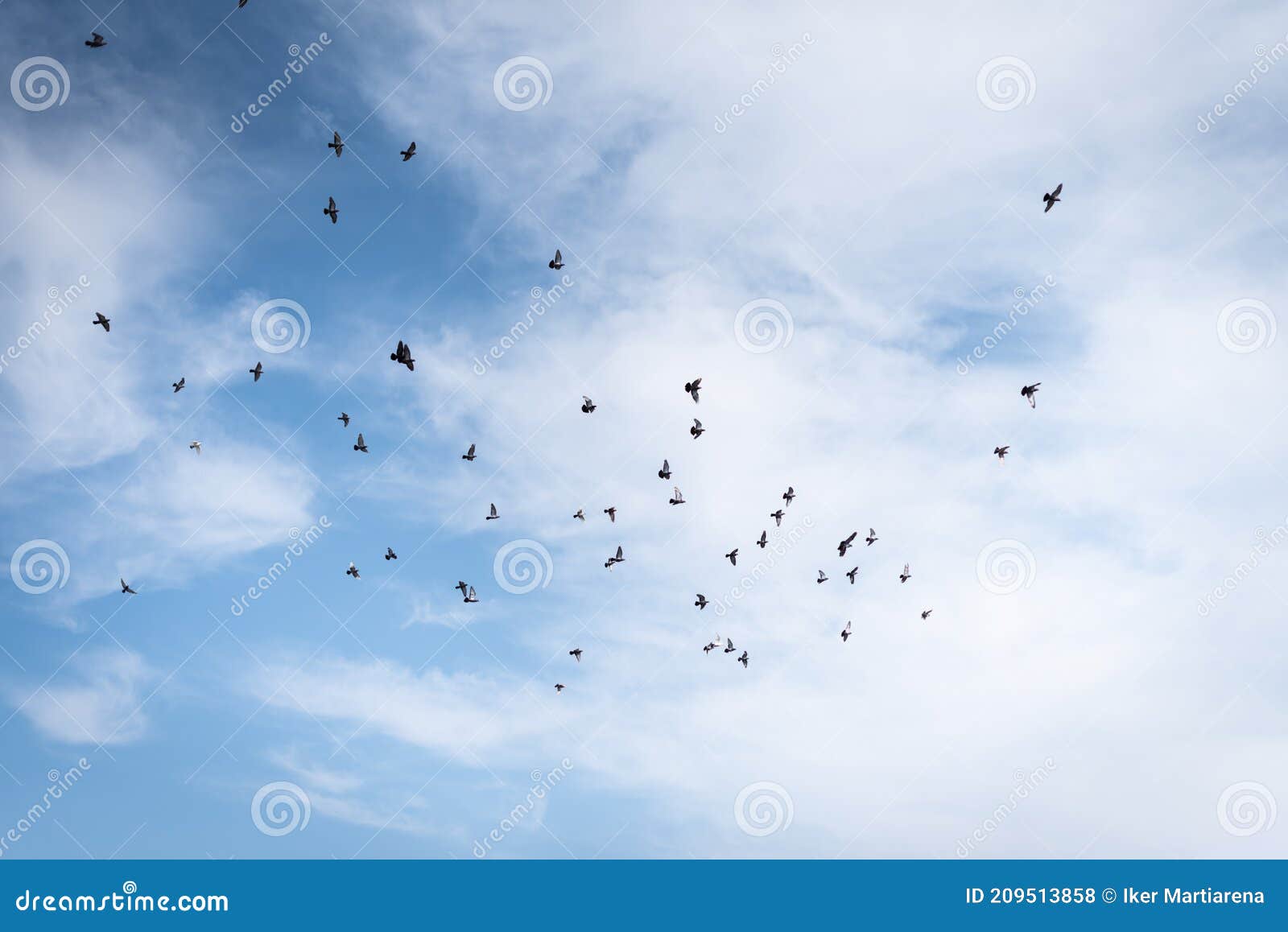 Crowds of Pigeons Flutter in the Sky with the Clouds in the Background ...