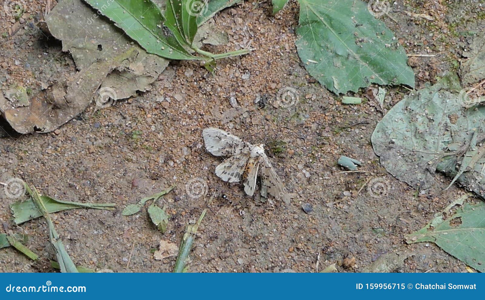Crowds of Red Ant Biting Moth. Stock Video - Video of discovery ...