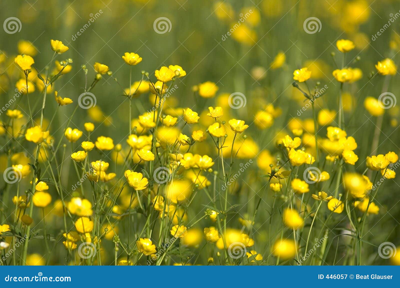 Crowfoot stock image. Image of hayfield, yellow, flower - 446057