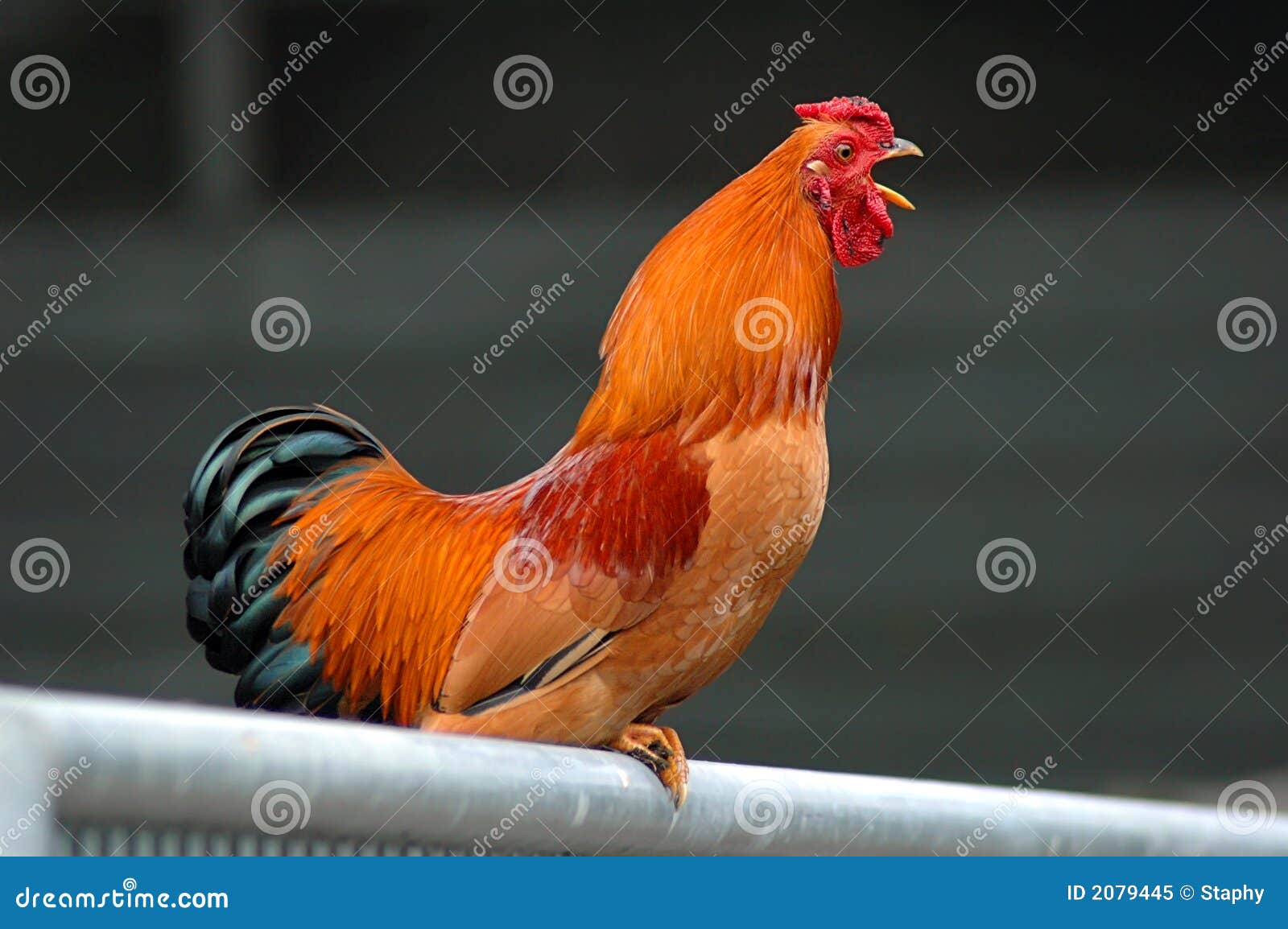 Crowing stock image. Image of crow, wake, poultry, fence - 2079445