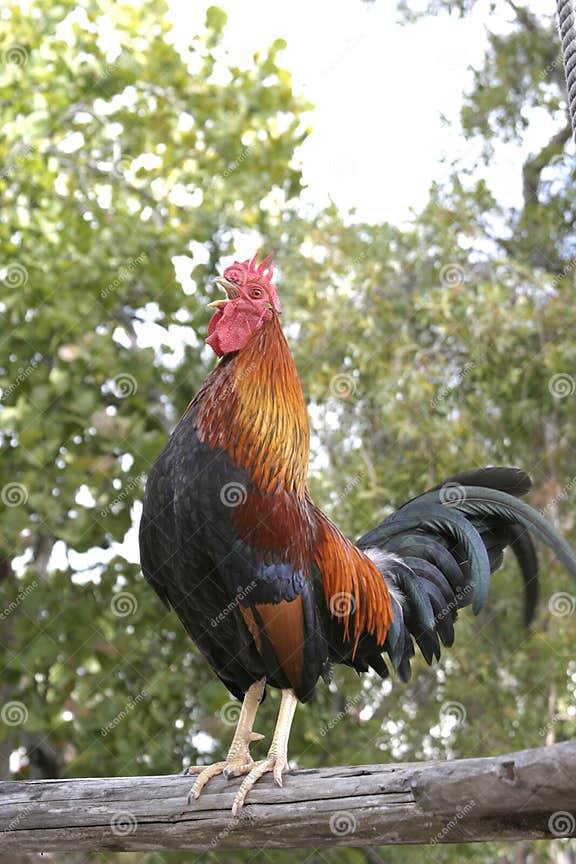 Crowing stock photo. Image of doodle, fowl, cocka, feather - 314846