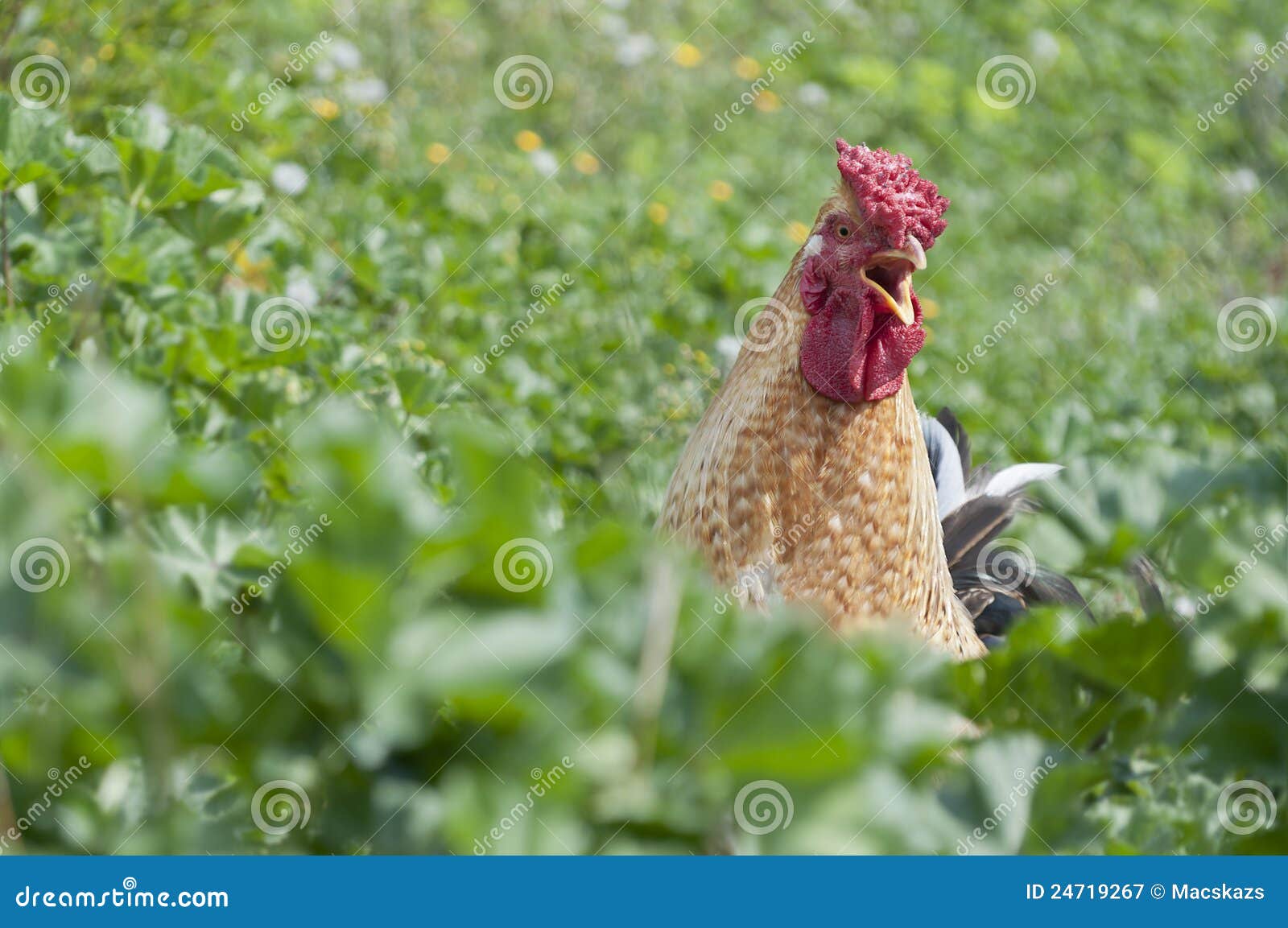 Say What!? One Mad Rooster Stock Photography | CartoonDealer.com #146425460