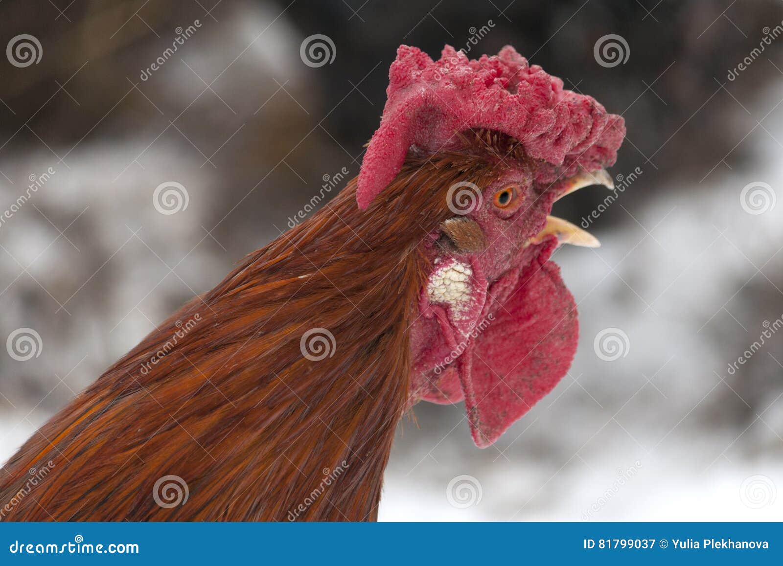 Crowing red rooster stock image. Image of cockerel, livestock - 81799037