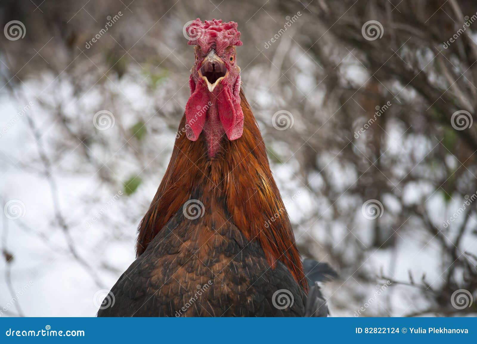 Crowing red rooster stock photo. Image of cockerel, livestock - 82822124