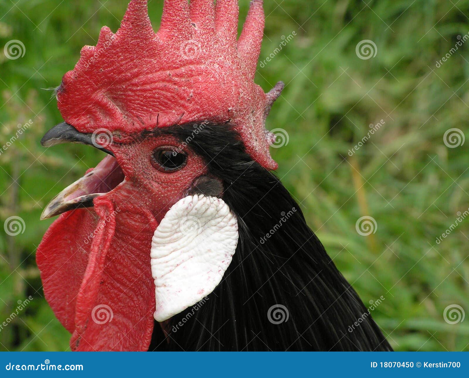 Crowing rooster stock photo. Image of animal, view, morning - 18070450