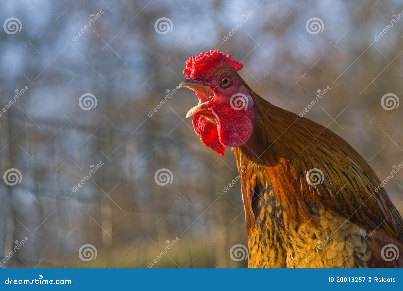 Crowing rooster stock image. Image of pheasant, domesticus - 20013257