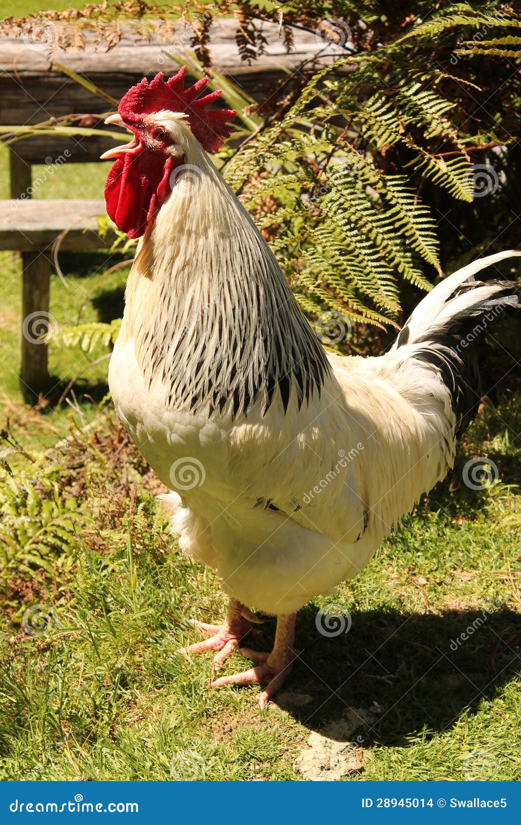 Crowing Rooster stock photo. Image of farm, feathers - 28945014