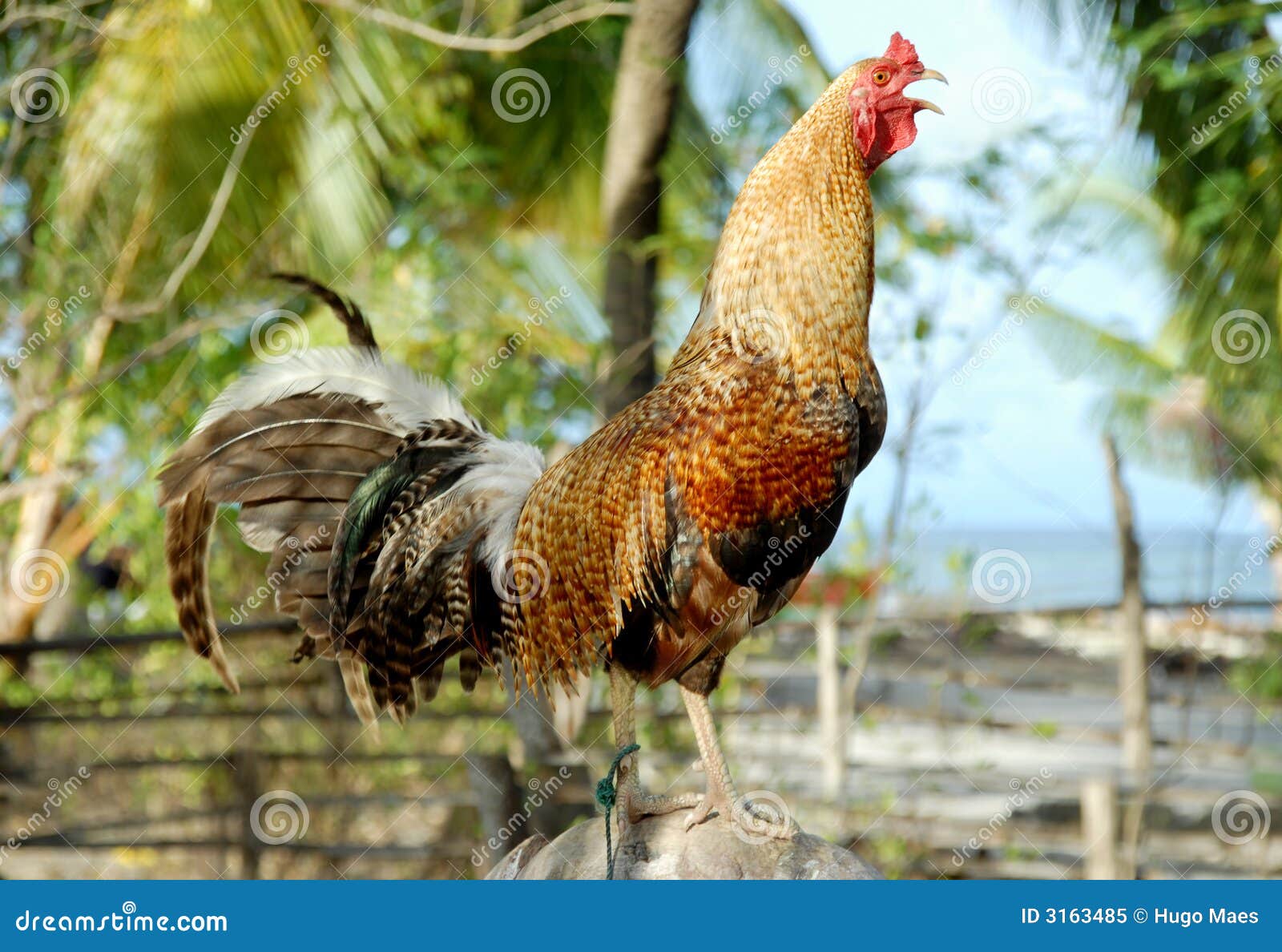 Crowing rooster stock image. Image of exotic, attitude - 3163485
