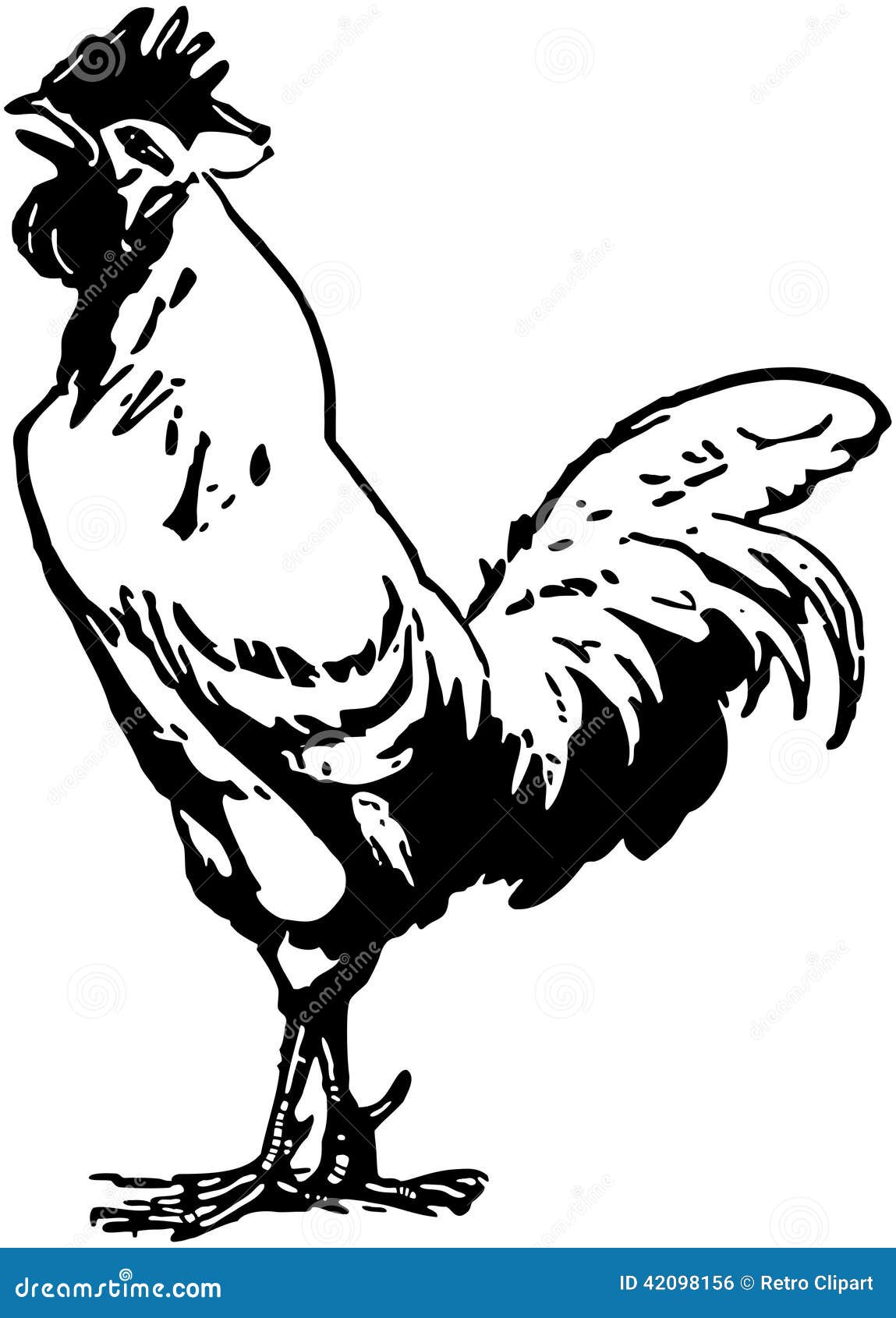 Crowing Rooster stock vector. Illustration of forties - 42098156