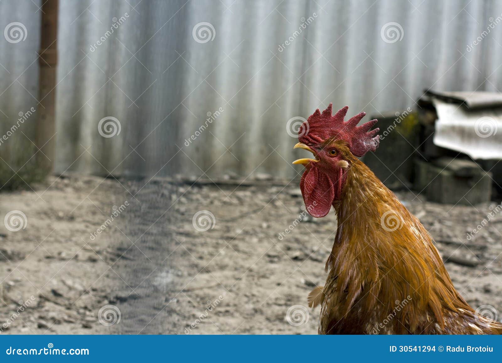 Crowing rooster stock photo. Image of head, standing - 30541294