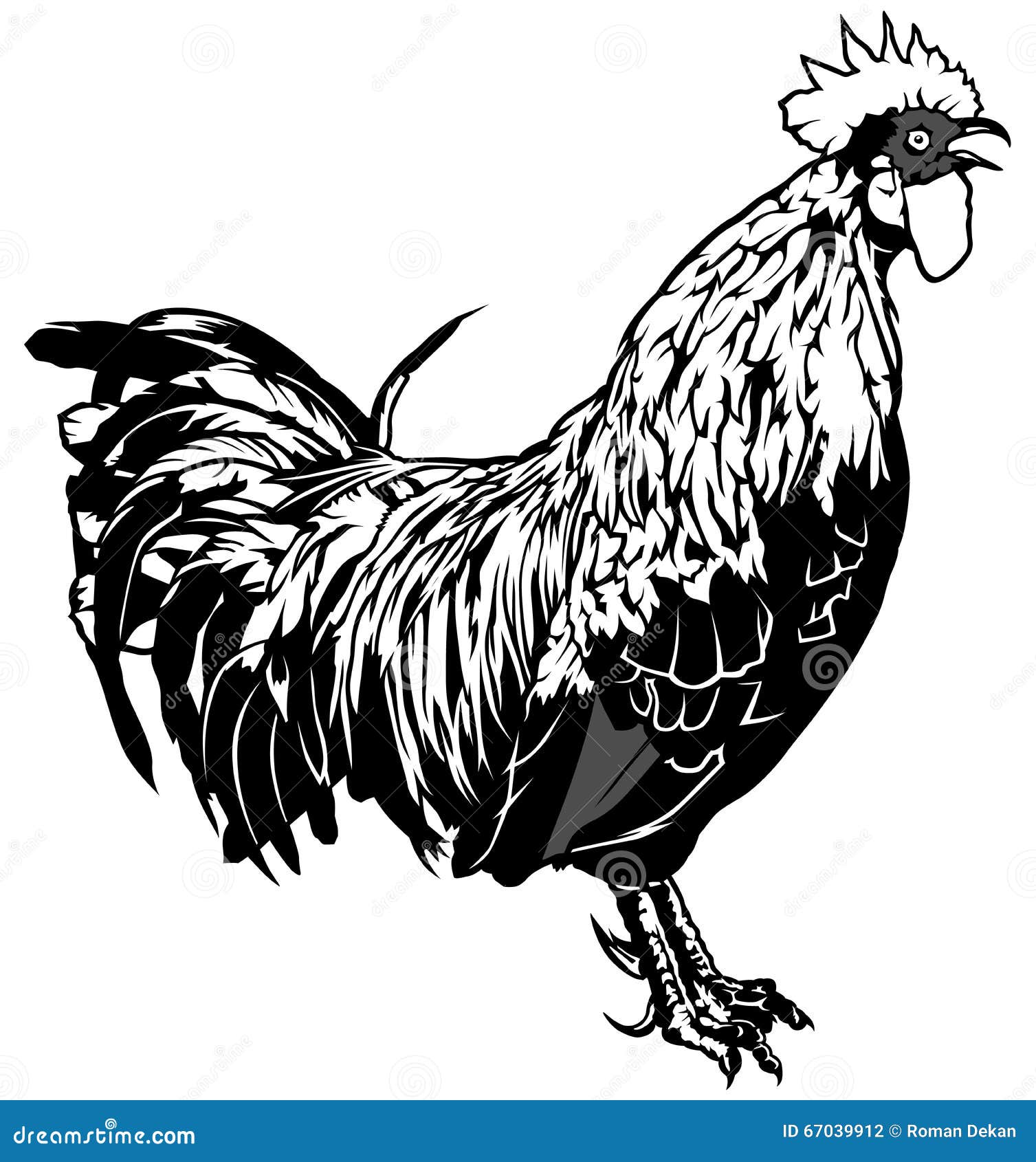Crowing Rooster stock vector. Illustration of white, farm - 67039912