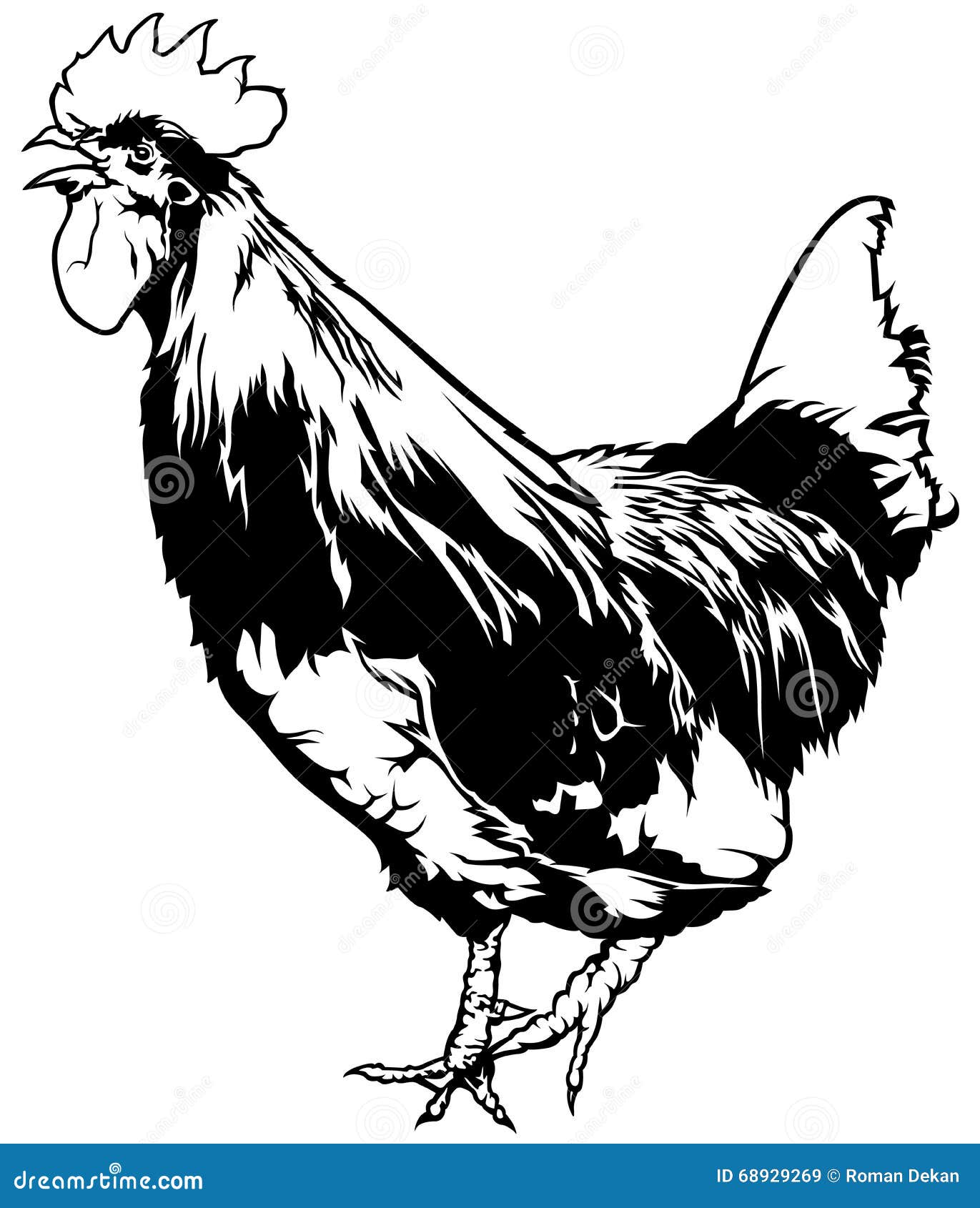 Crowing Rooster stock vector. Illustration of domesticated - 68929269