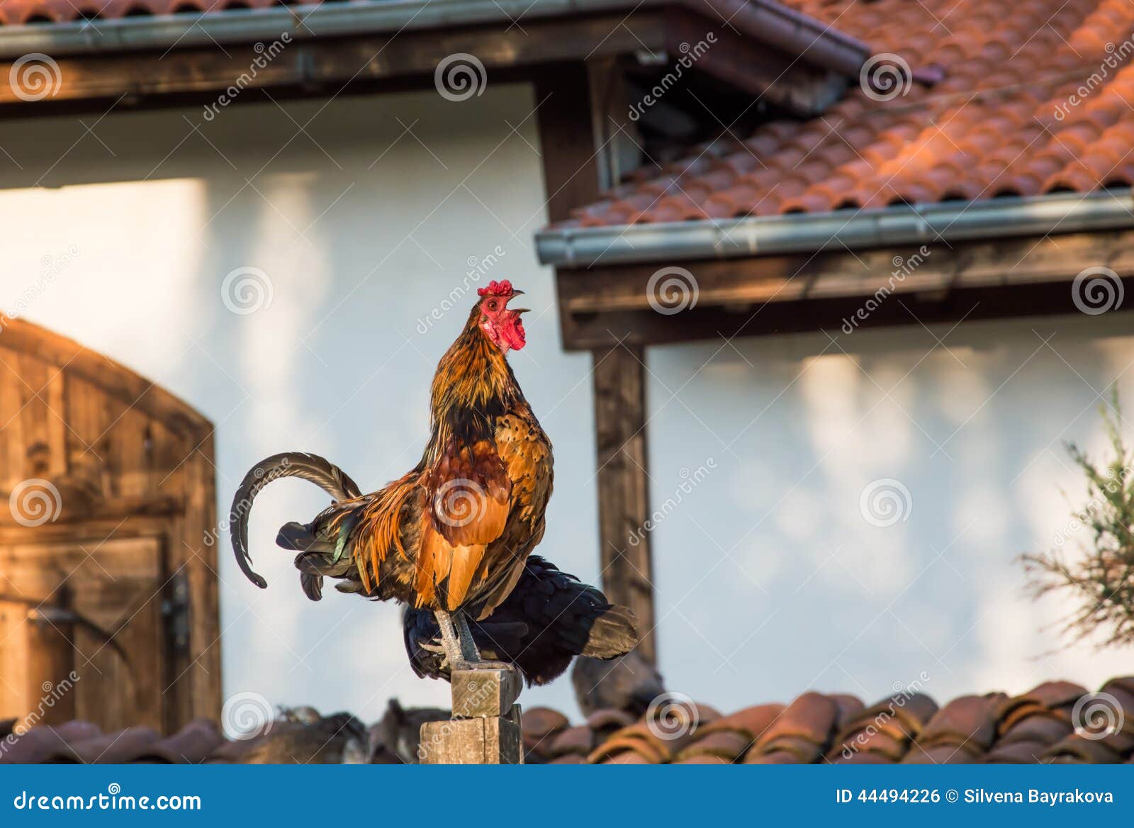 Crowing Rooster With Chickens Stock Photo | CartoonDealer.com #54028422