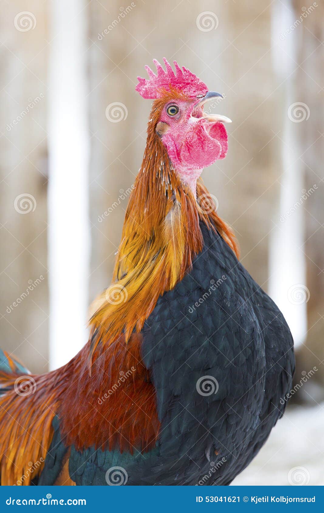 Crowing rooster on farm stock image. Image of crow, rooster - 53041621