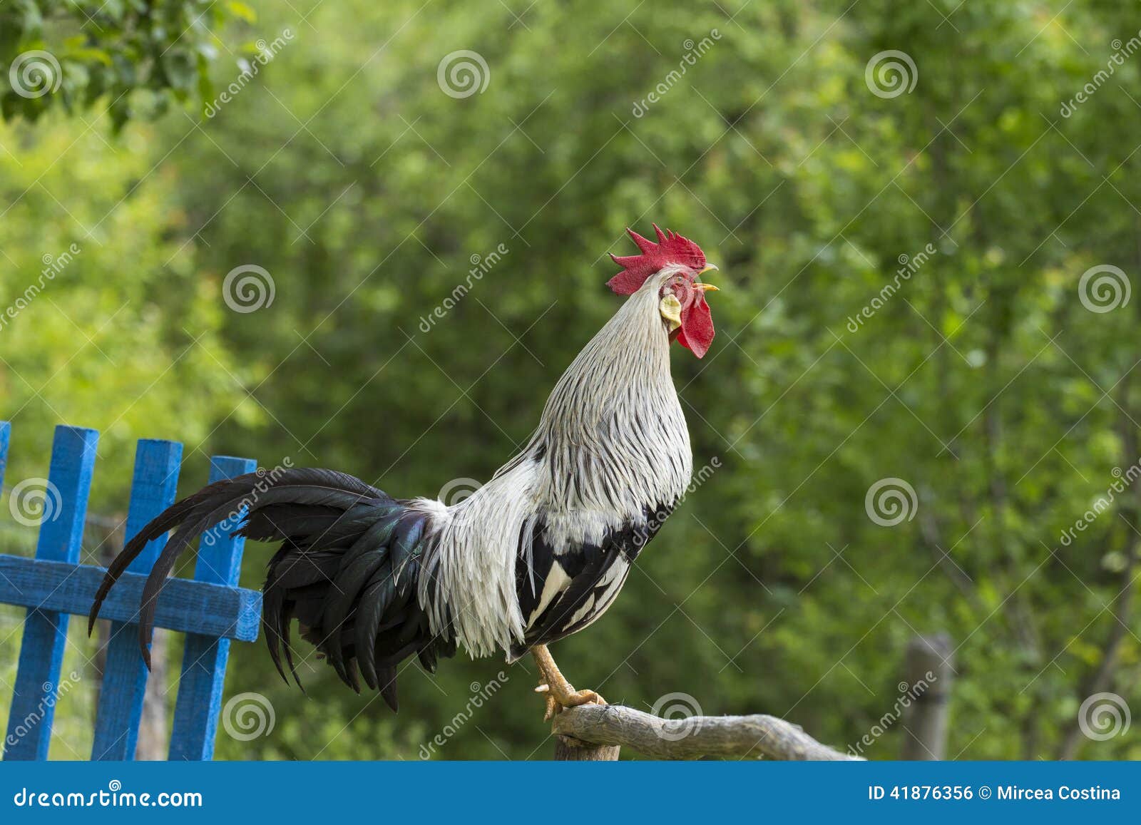 Crowing rooster stock photo. Image of avian, farming - 41876356