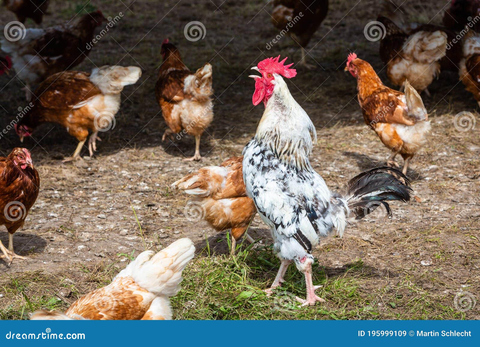 Crowing Rooster between Hens Stock Image - Image of bird, animal: 195999109