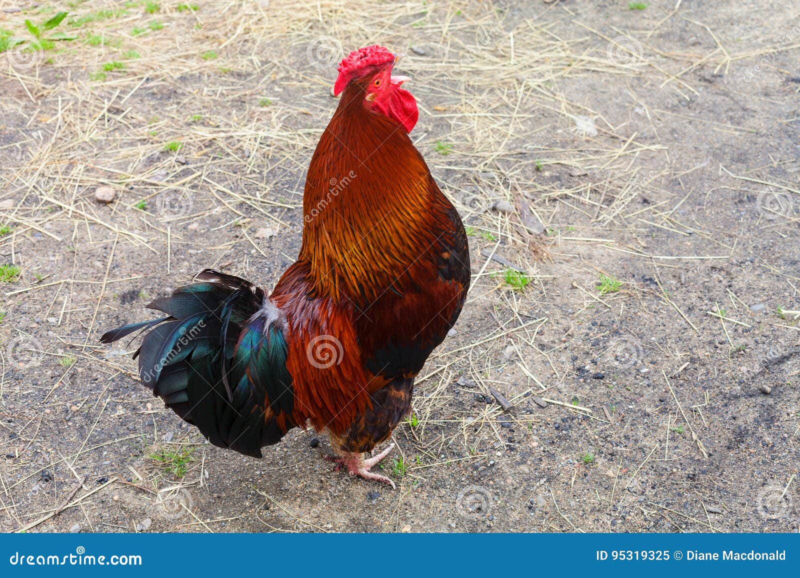 Crowing rooster stock image. Image of colored, angle - 95319325