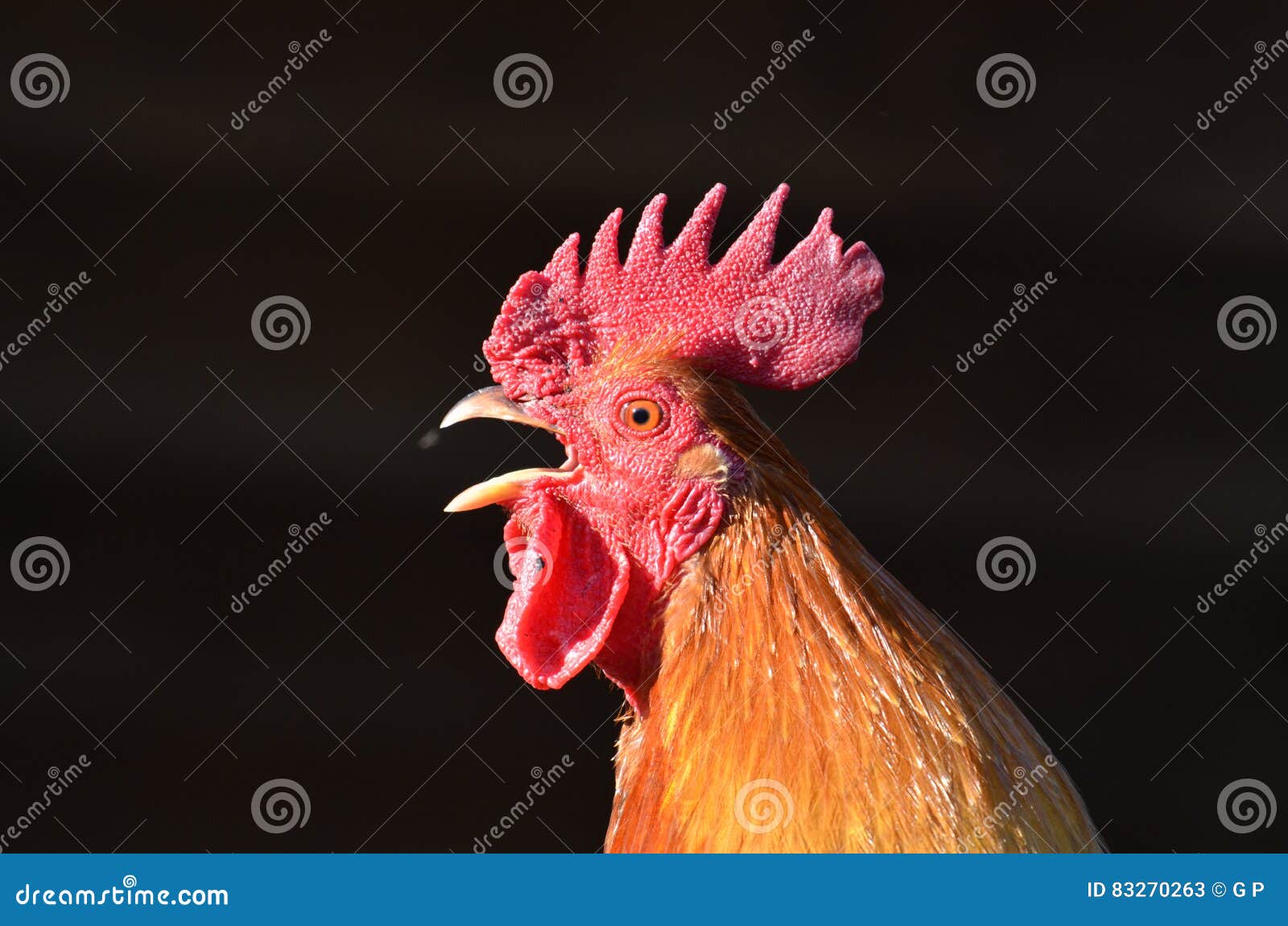 Crowing rooster stock image. Image of standing, rooster - 83270263