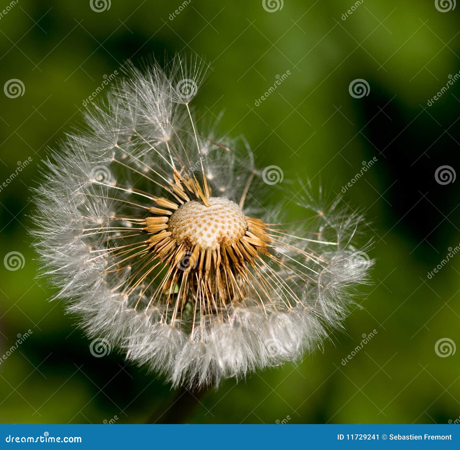 Crown stock image. Image of seeds, reproduction, balding - 11729241