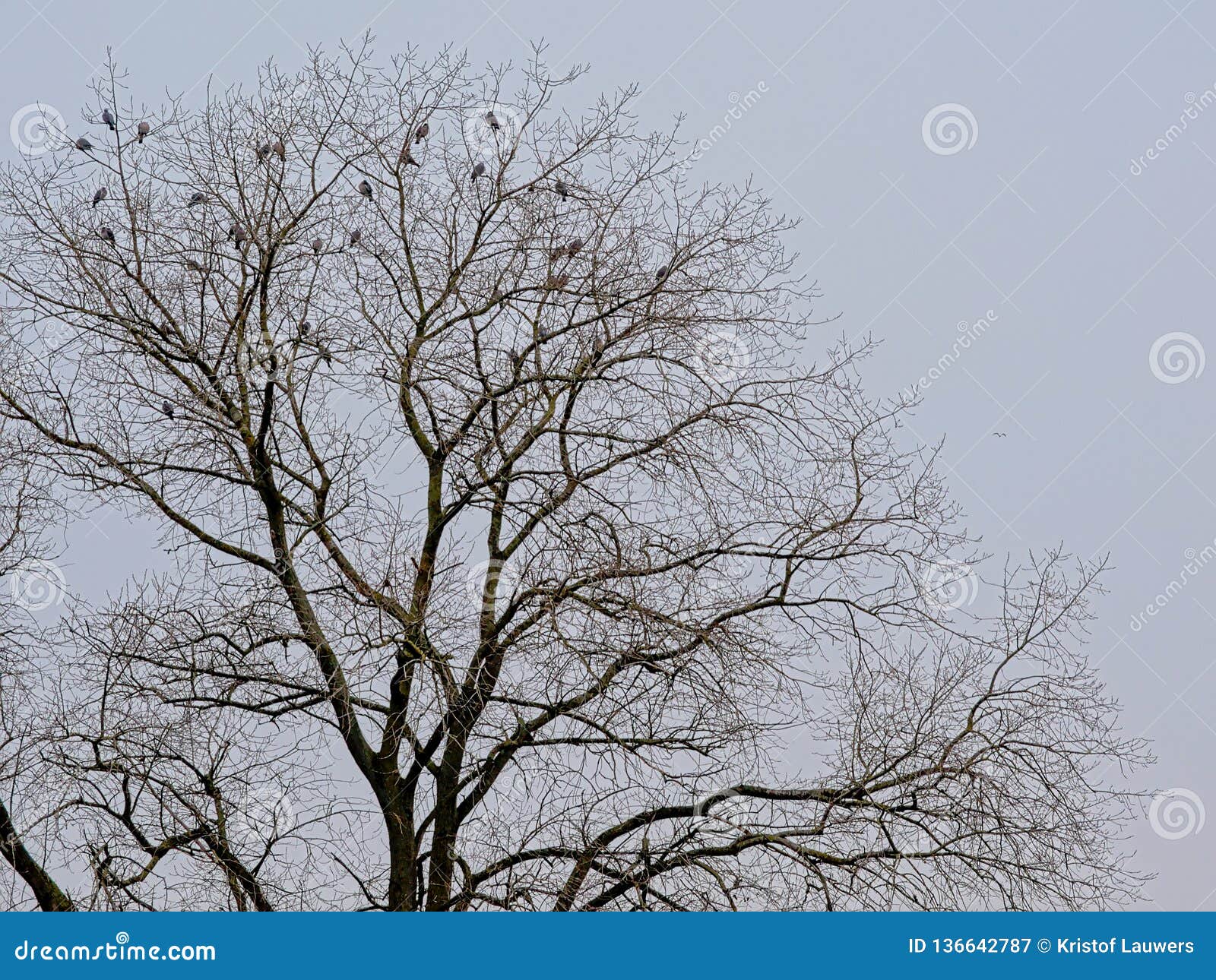 Crown of a Bare Maple Tree in Winter with Wild Pigeons Sitting on it`s ...