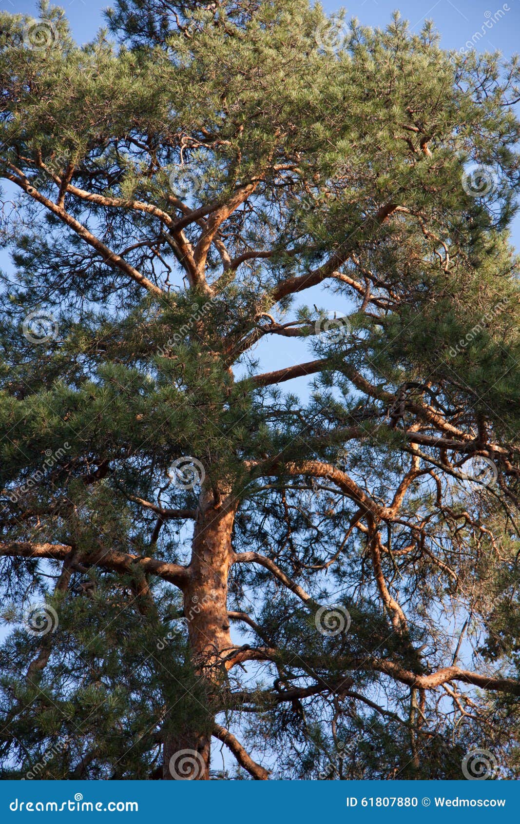 Crown of big tree stock photo. Image of evergreen, lonely - 61807880