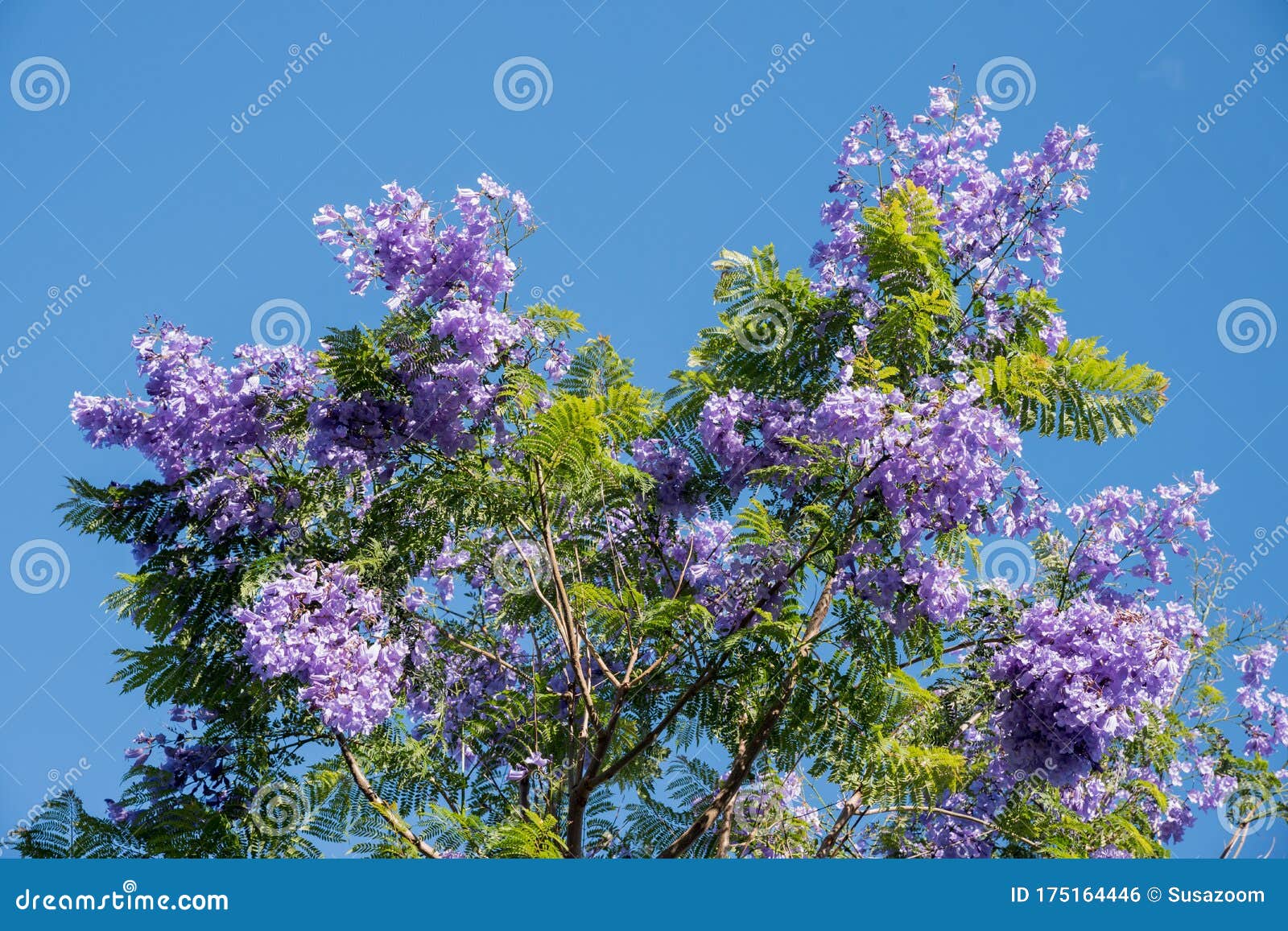 Crown of a Blooming Jacaranda Tree and Blue Sky Stock Photo - Image of ...
