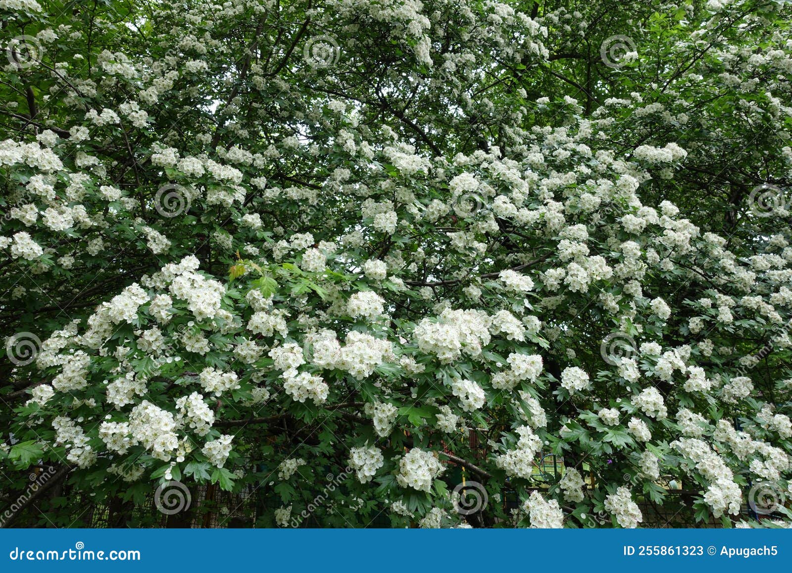 Crown of Blossoming Hawthorn Tree in May Stock Image - Image of ...