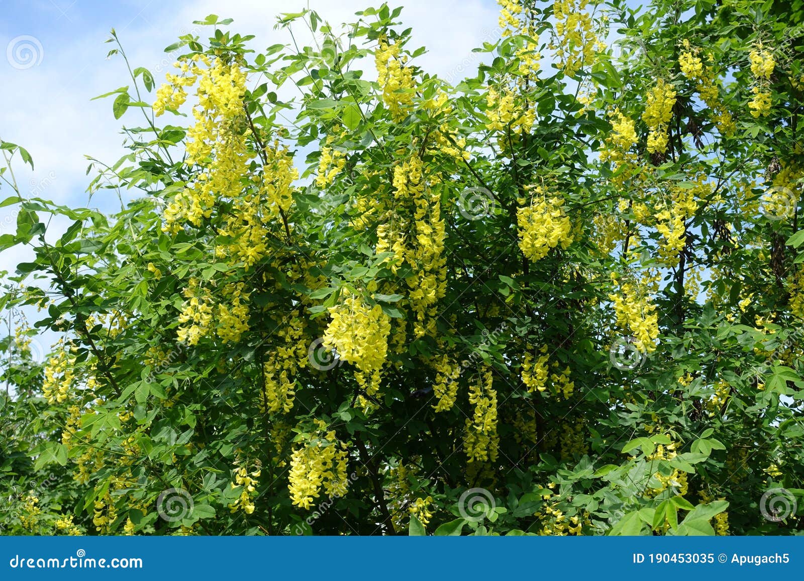 Crown of Blossoming Laburnum Anagyroides Bush in May Stock Image ...