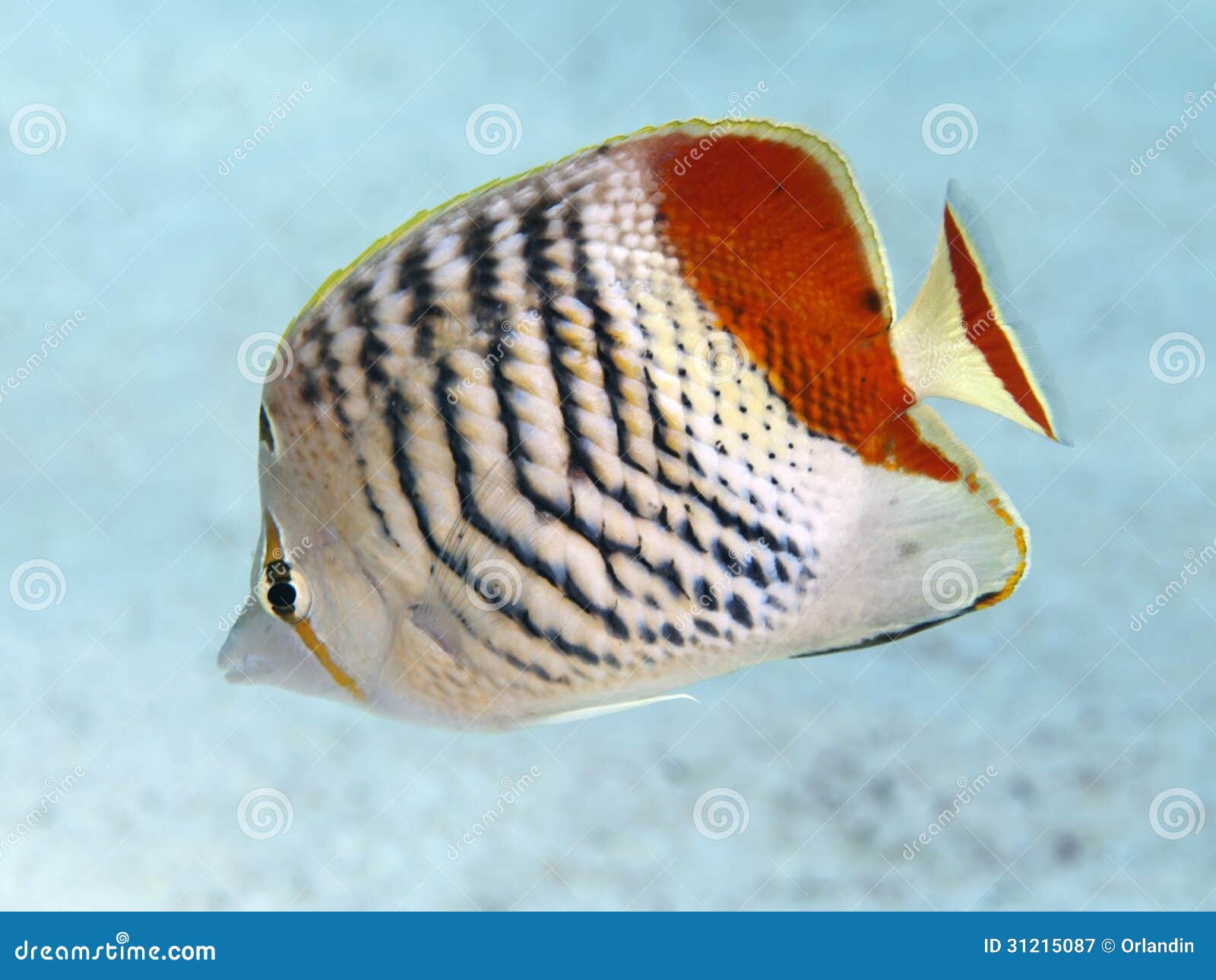Crown butterflyfish stock image. Image of exotic, nature - 31215087