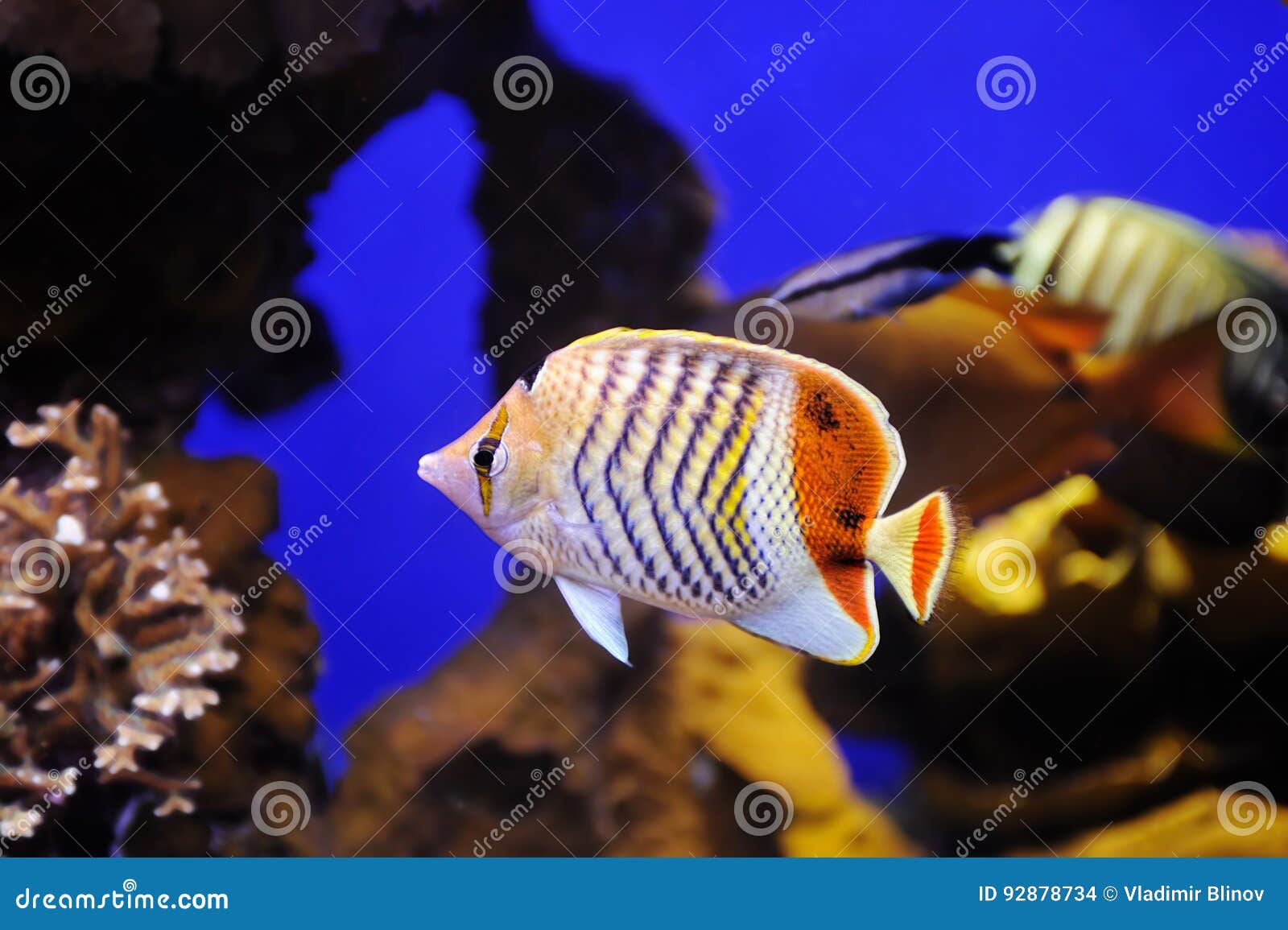 Crown Butterflyfish in Red Sea Stock Photo - Image of gulf, underwater ...