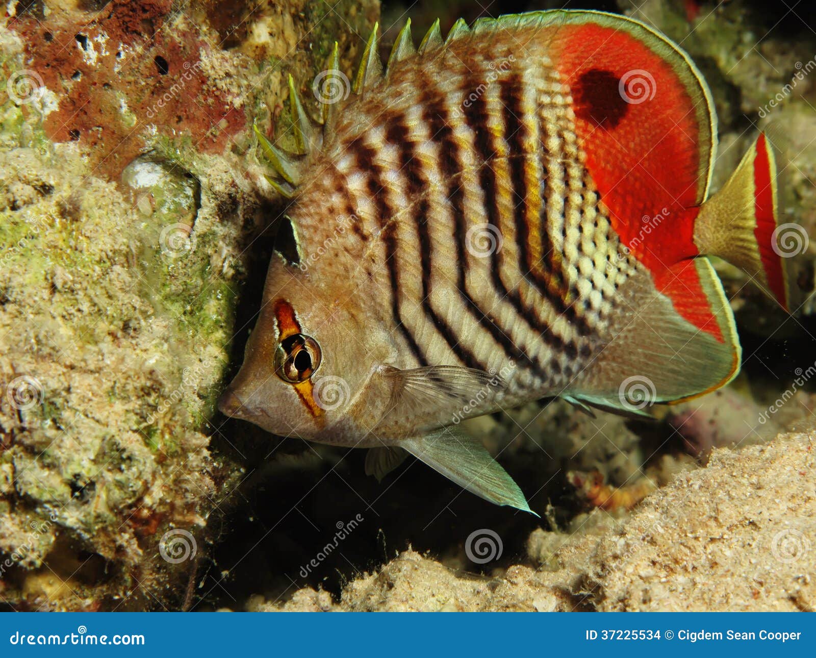 Crown butterflyfish stock photo. Image of wild, tropical - 37225534